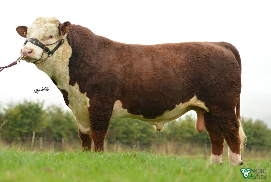 Allowdale Rambo 475 (X) (Imp IRL) - Hereford Cattle Society