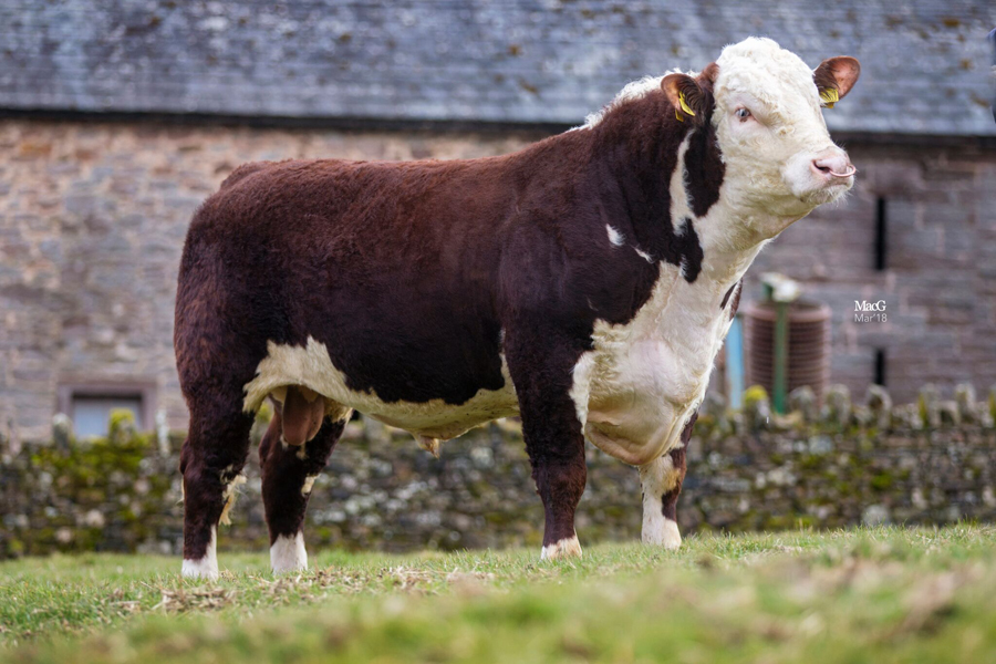 Barwise 1 Nomad (P) - Hereford Cattle Society
