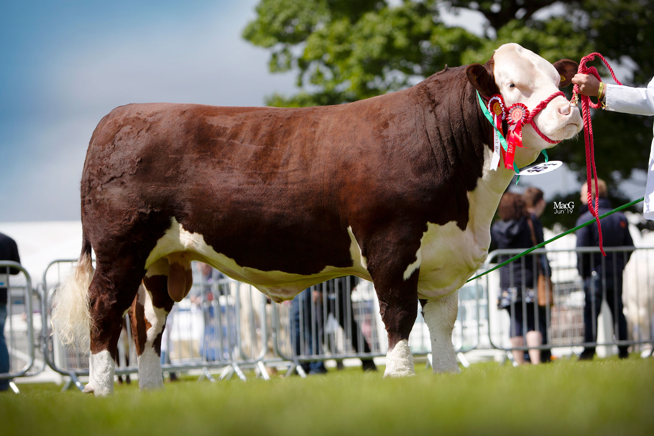 Hereford Cattle