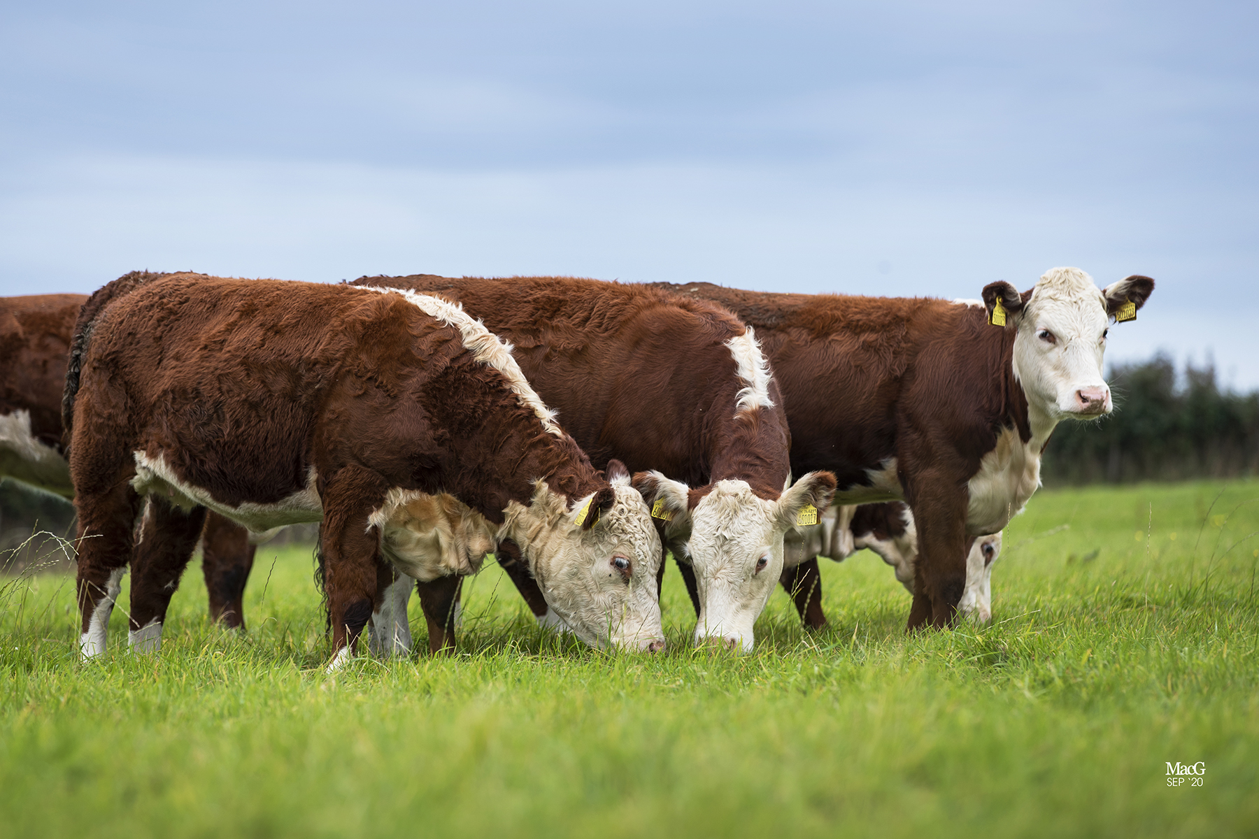 0583 - Hereford Cattle Society