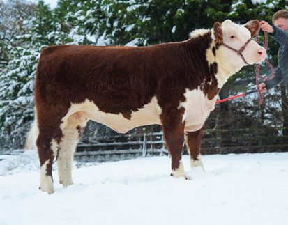 Our history - Hereford Cattle Society