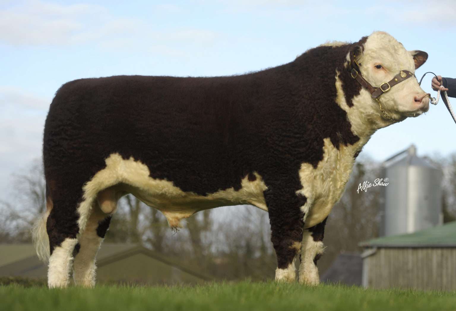 Top Irish AI bulls are UK-bred - Hereford Cattle Society
