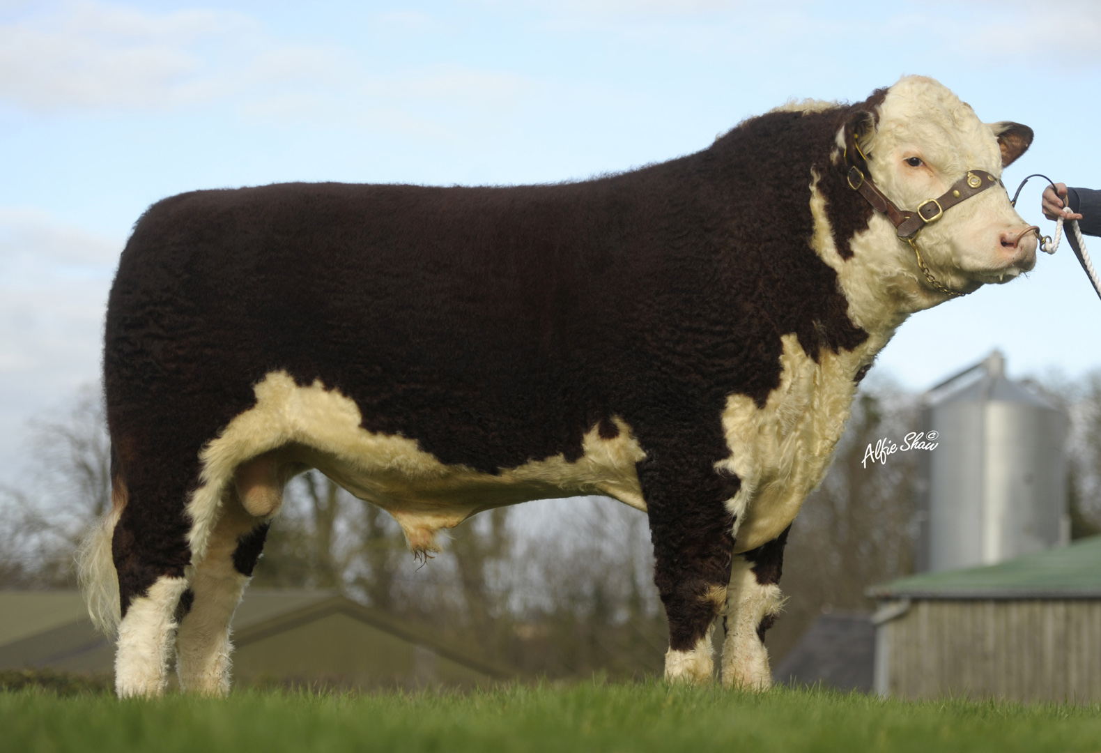 Top Irish AI bulls are UK-bred - Hereford Cattle Society