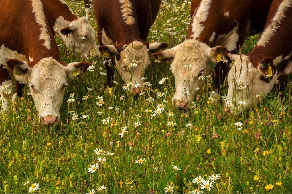Research shows pasture-fed beef high in omega-3 - Hereford Cattle Society