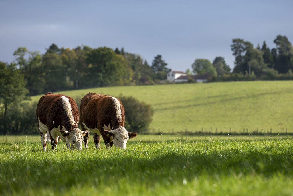 Great British Beef Week focuses on sustainability - Hereford Cattle Society