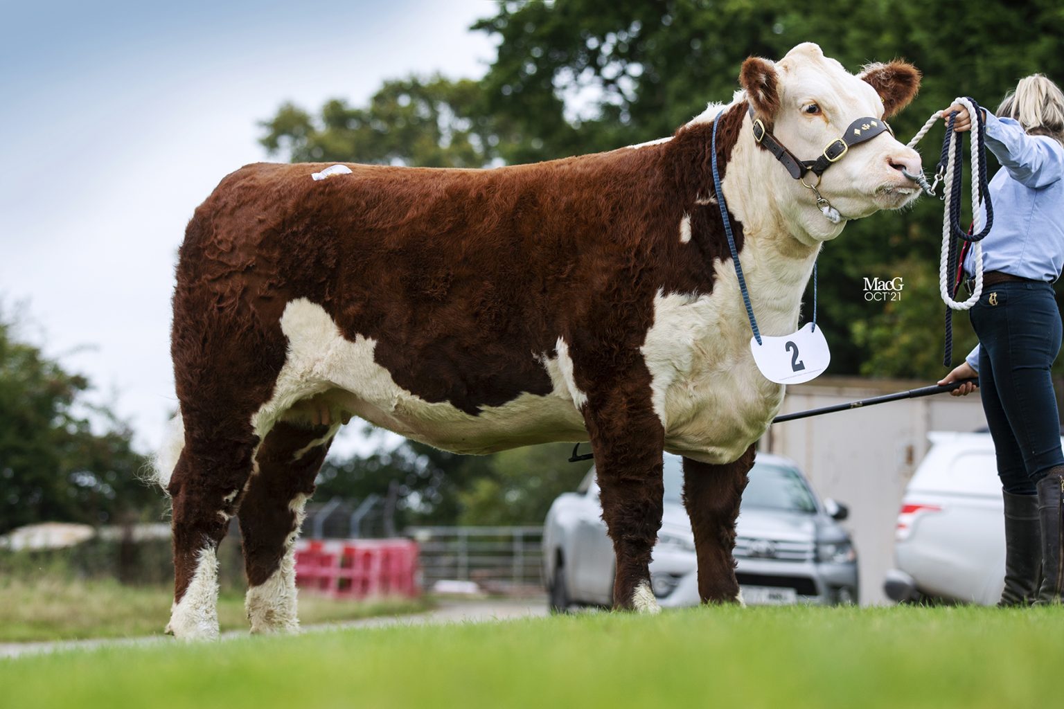 Female trade still hot at Shrewsbury - Hereford Cattle Society