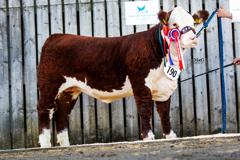 Griffiths and Harrisons lead Stars of the Future - Hereford Cattle Society