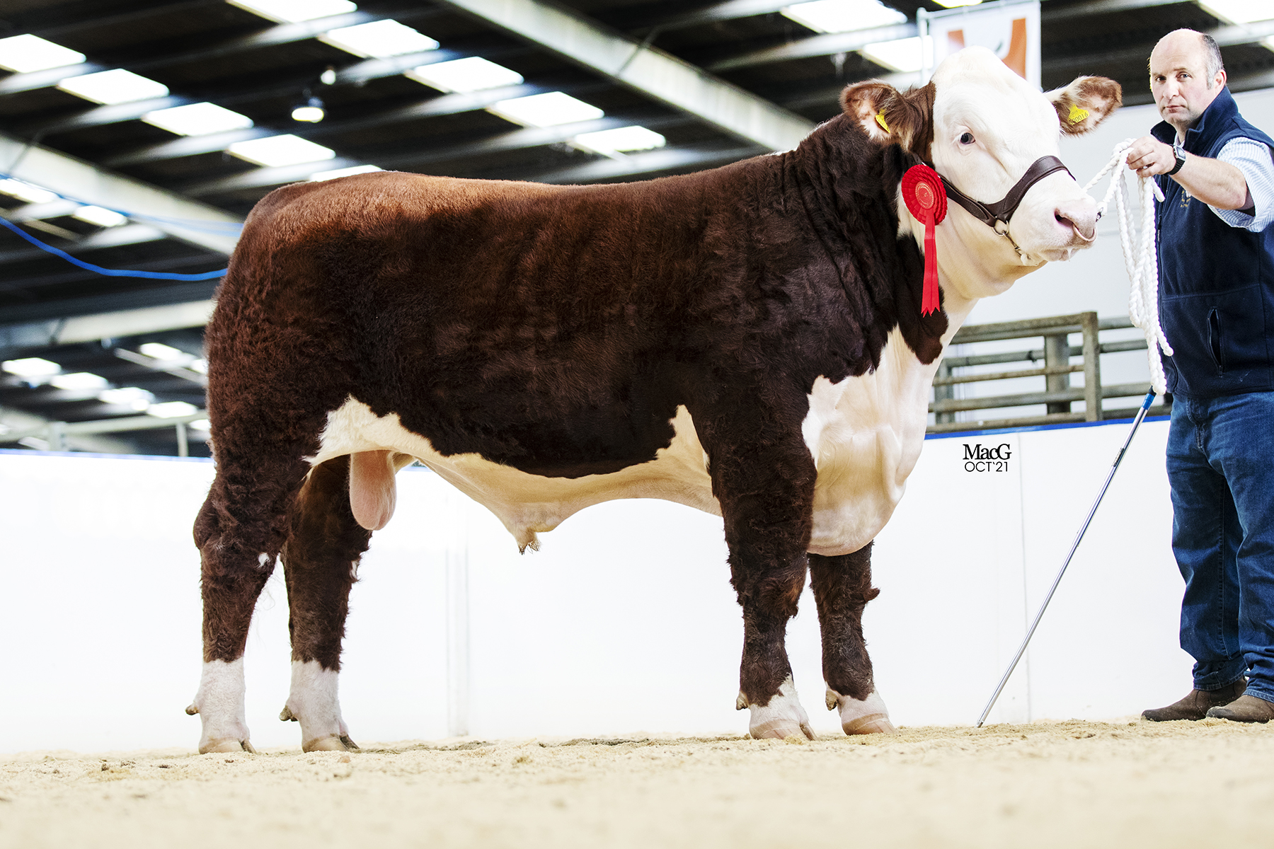 Ludgate’s heifer champion at Agri Expo - Hereford Cattle Society