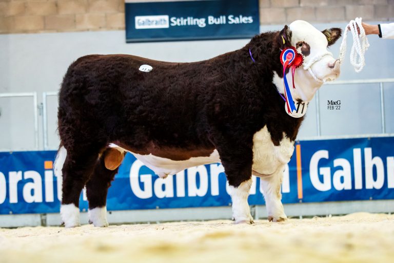 Herefords to 6,200gns at Stirling - Hereford Cattle Society