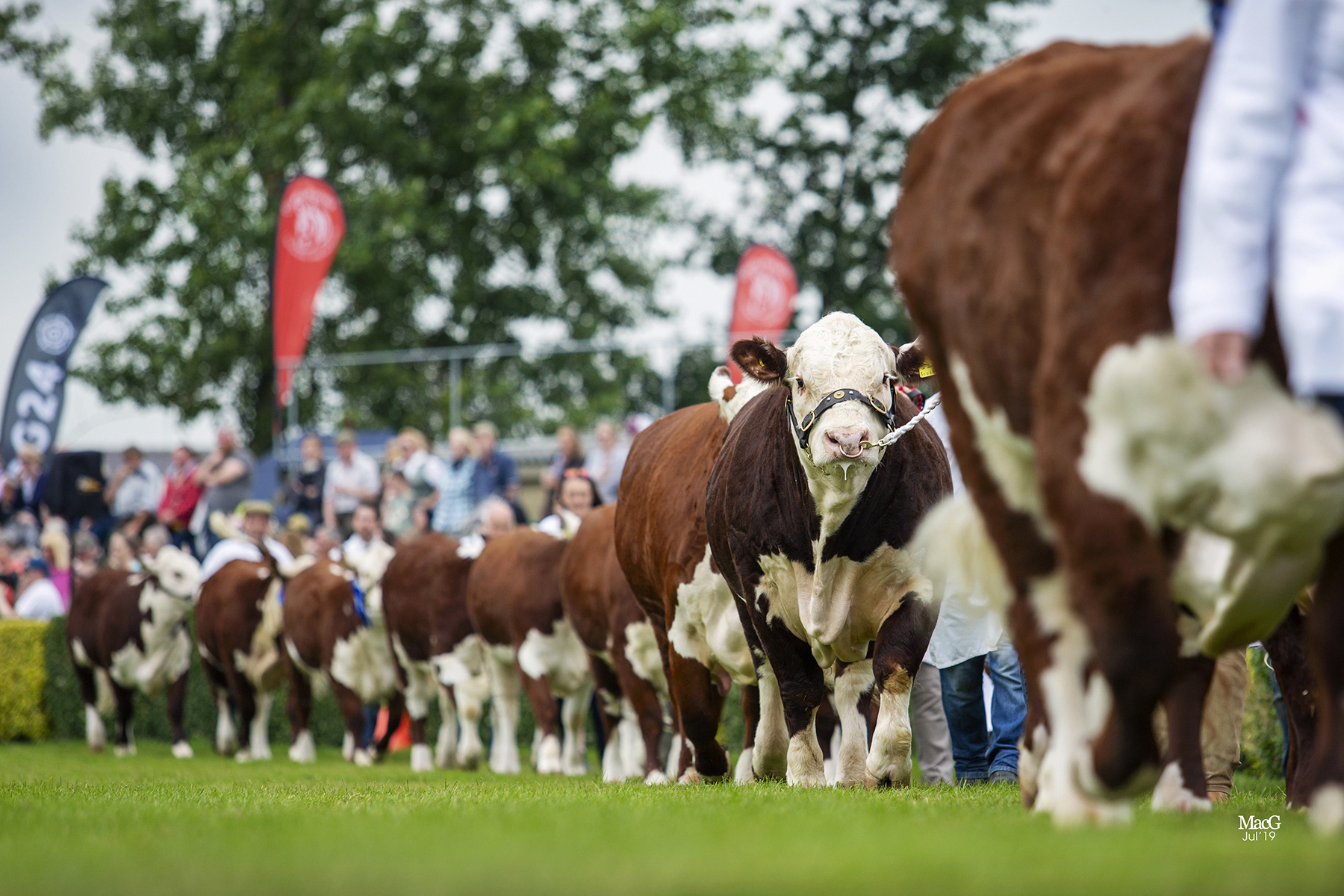 Introduction to showing - Hereford Cattle Society