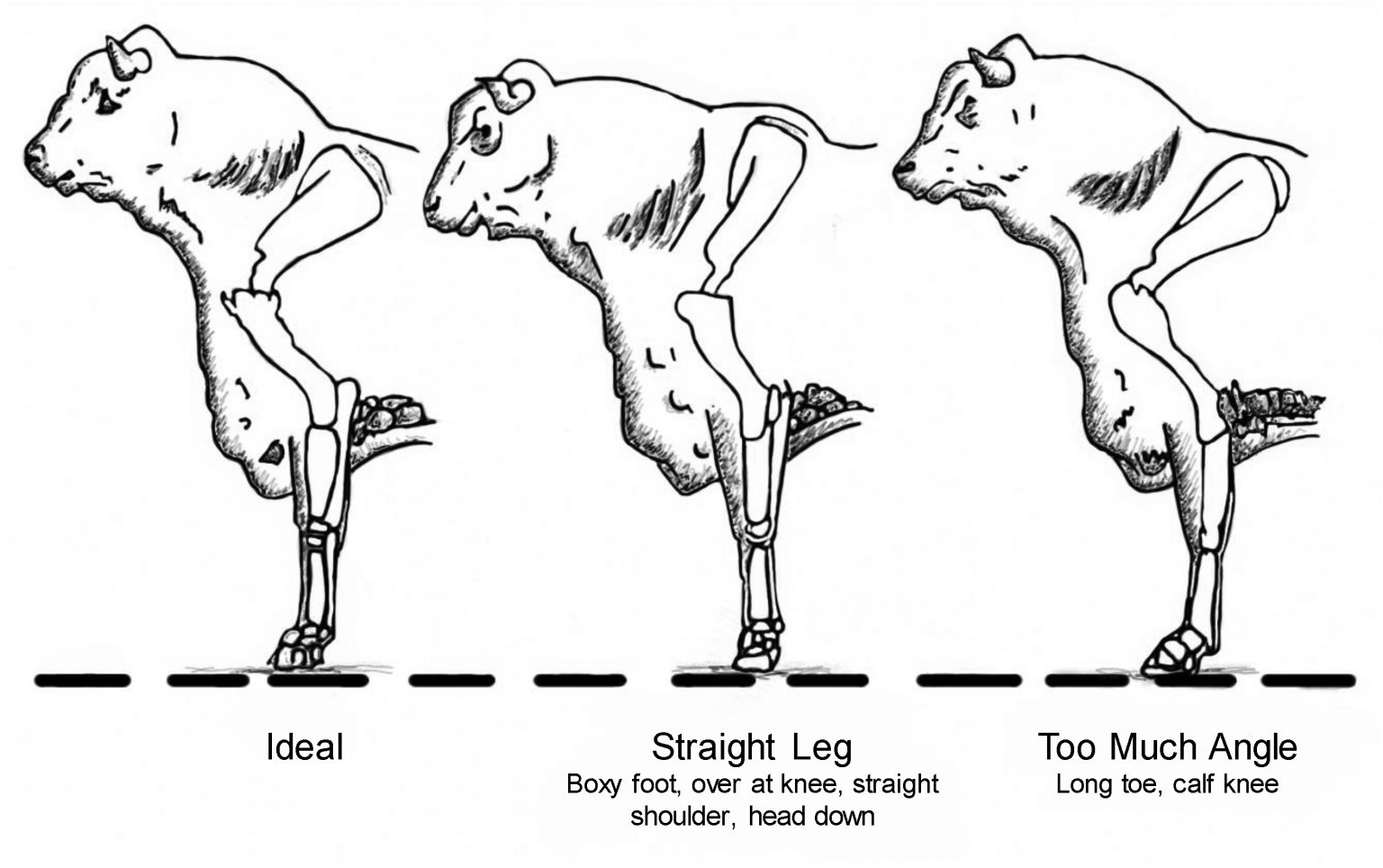 Assessing cattle - Hereford Cattle Society