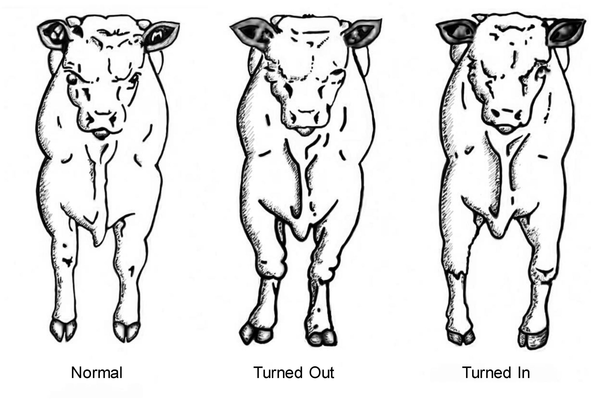 Assessing cattle - Hereford Cattle Society