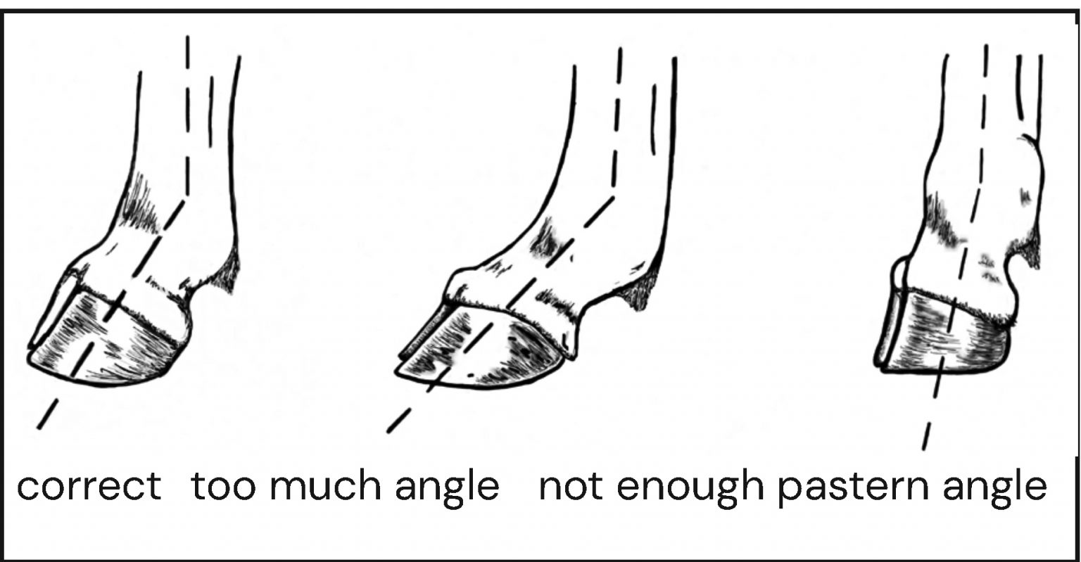 Assessing cattle - Hereford Cattle Society