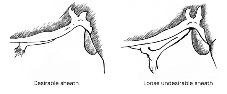 Assessing cattle - Hereford Cattle Society