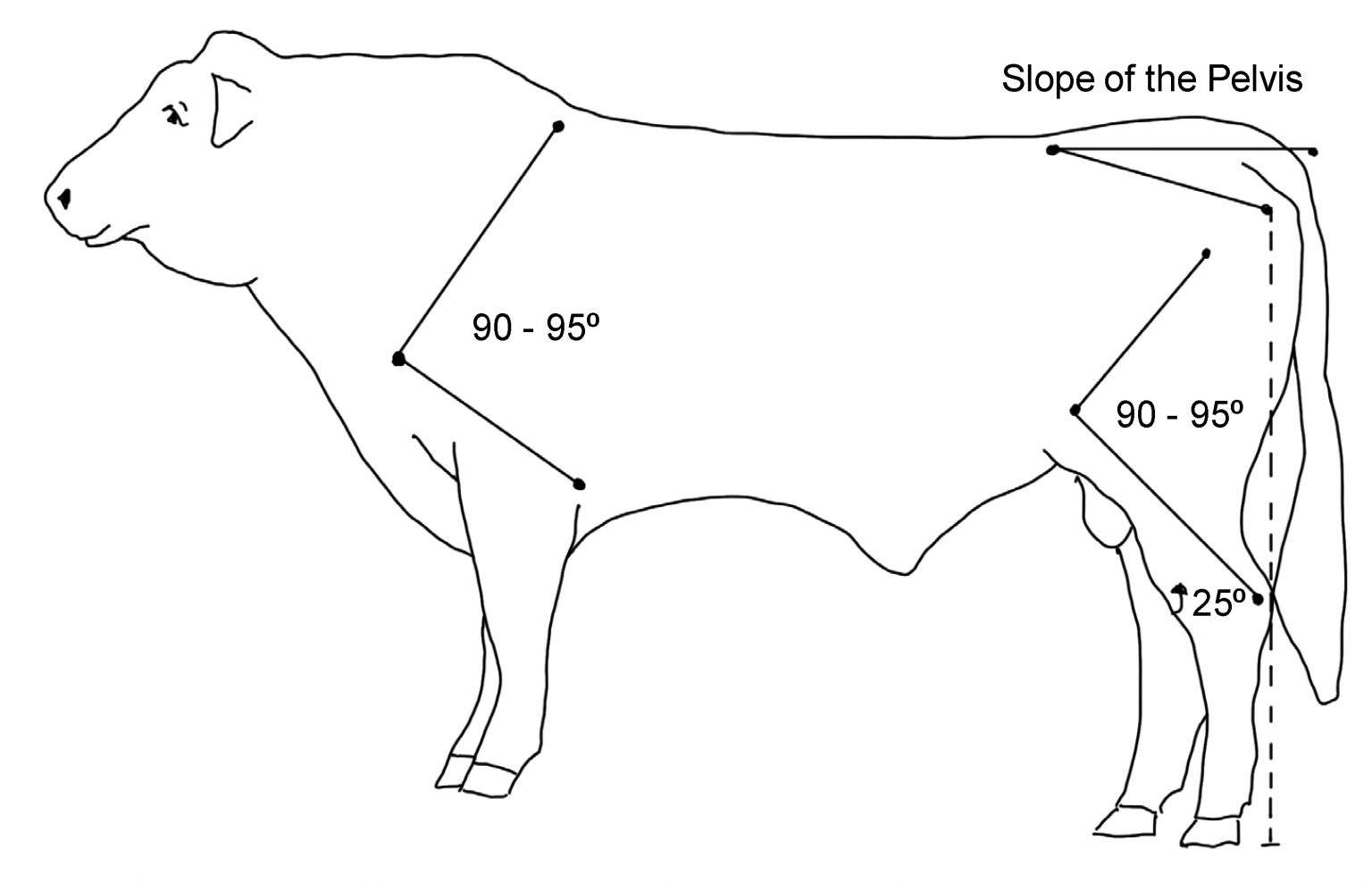 Assessing cattle - Hereford Cattle Society