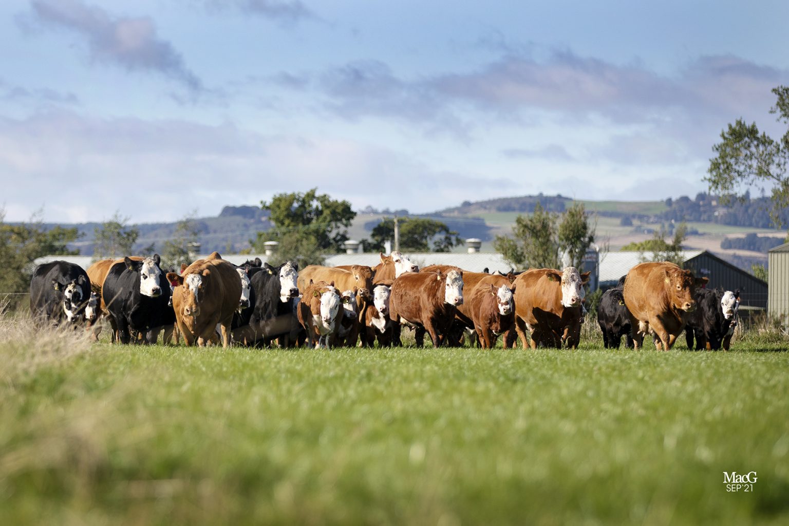 Low-input, high-return: Herefords drive efficiency at Balgay ...