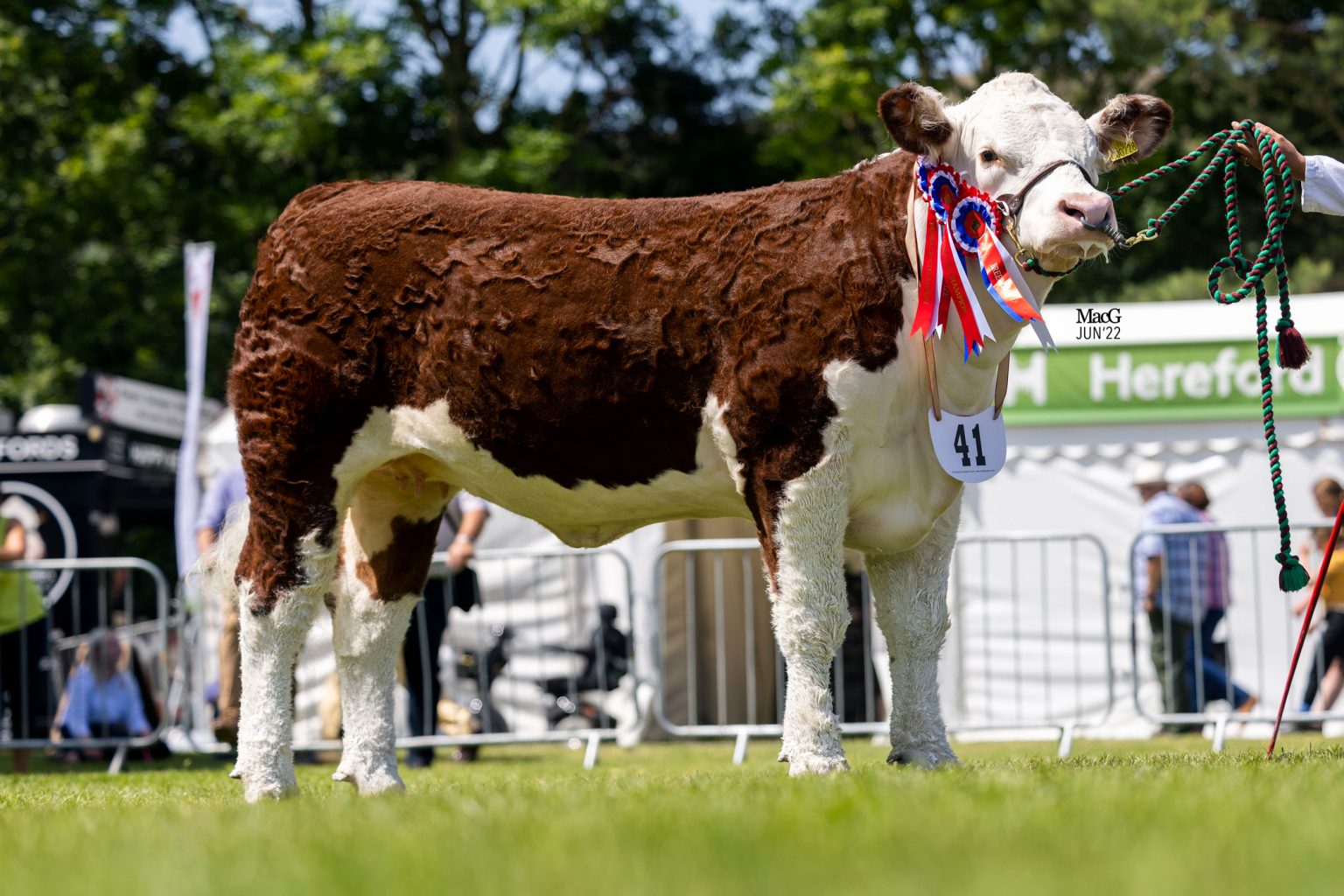 Sky High heifer leads Royal Three Counties - Hereford Cattle Society