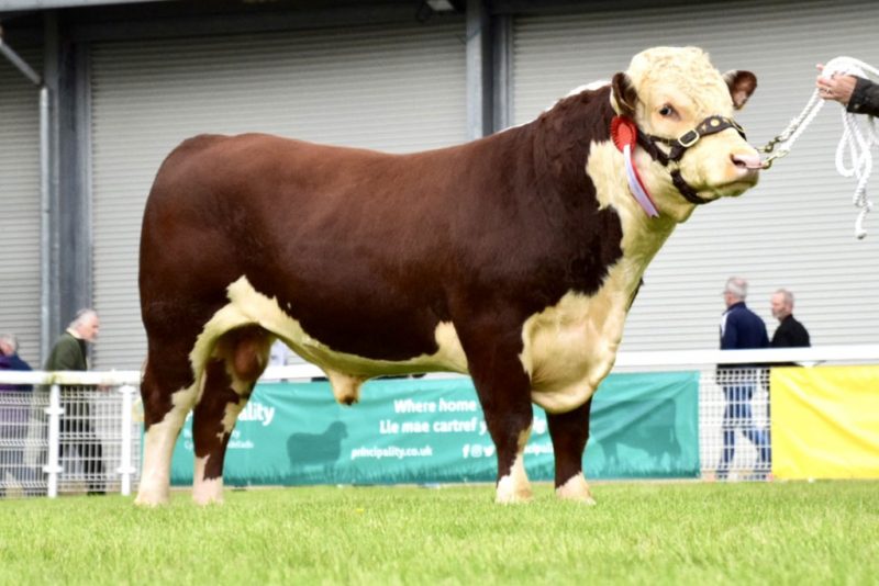 Strong start for inaugural Grass Masters sale - Hereford Cattle Society