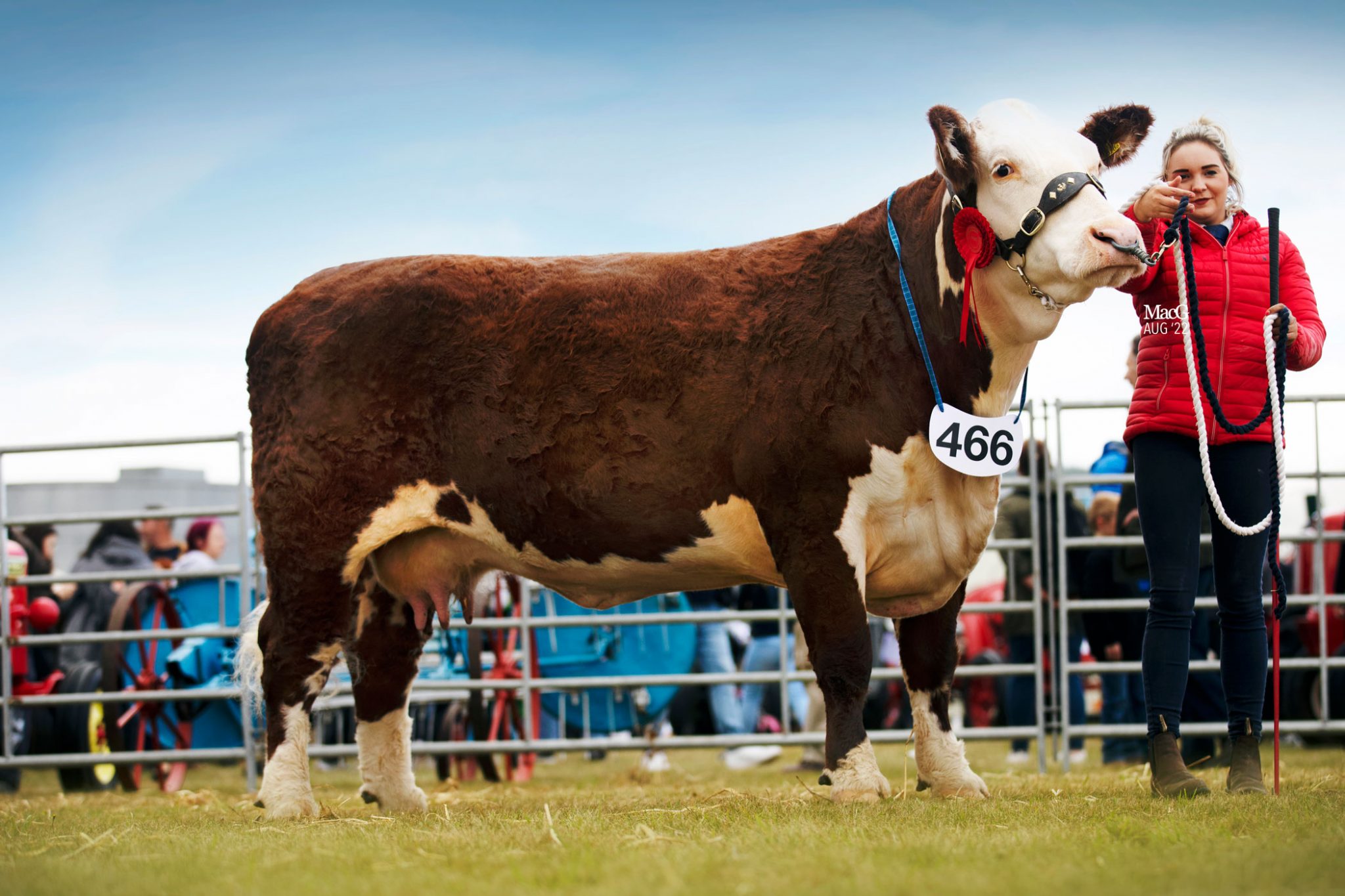 Barbie scoops Scottish National championship - Hereford Cattle Society