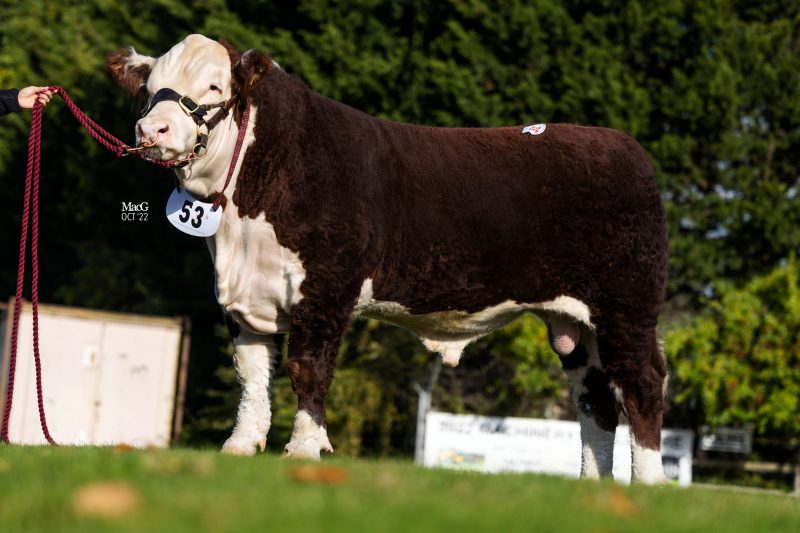 7,000gns top for Herefords autumn sale - Hereford Cattle Society