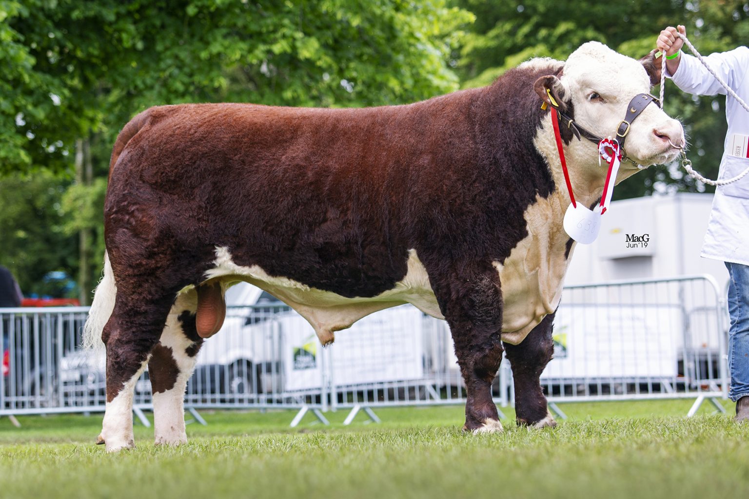 Battle of the bulls sees joint Title at Annual Awards - Hereford Cattle ...