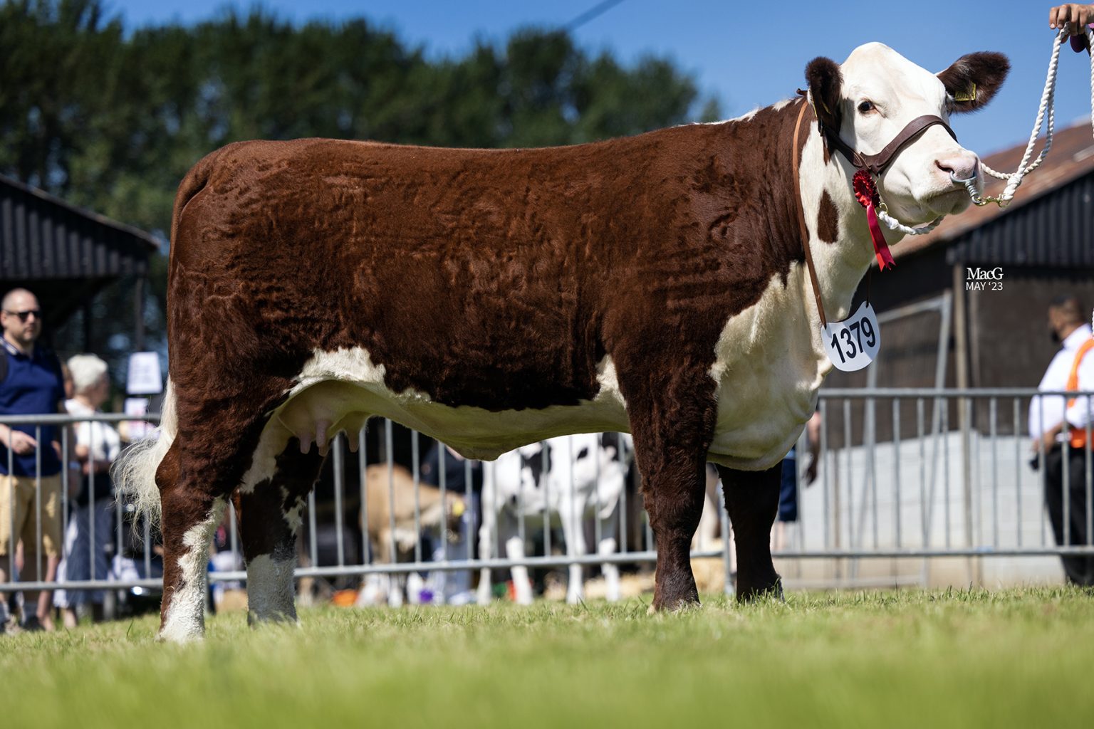 Trailblazer leads Shropshire County interbreed - Hereford Cattle Society