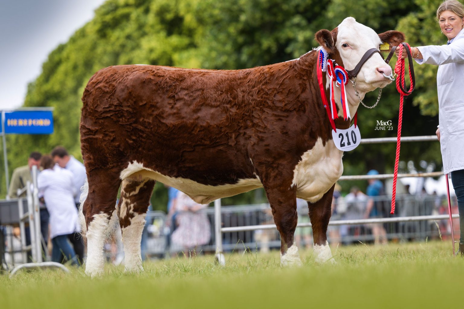 Coley breeding controls Royal Norfolk - Hereford Cattle Society