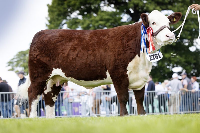 Coley 1 Vincent wins Royal Highland championship - Hereford Cattle Society