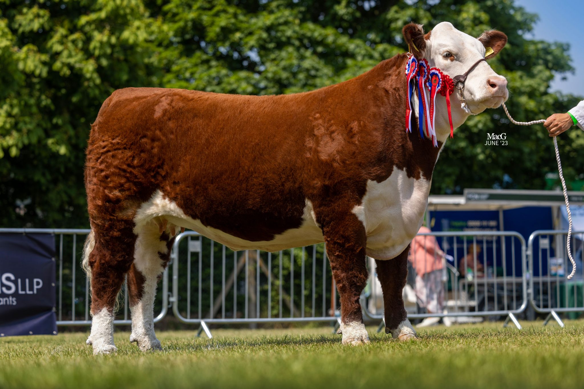 Senior females dominate at Three Counties - Hereford Cattle Society
