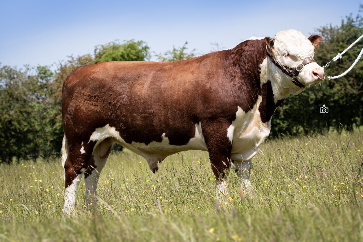 Bulls to £3,000 in Grass Masters Online Sale - Hereford Cattle Society
