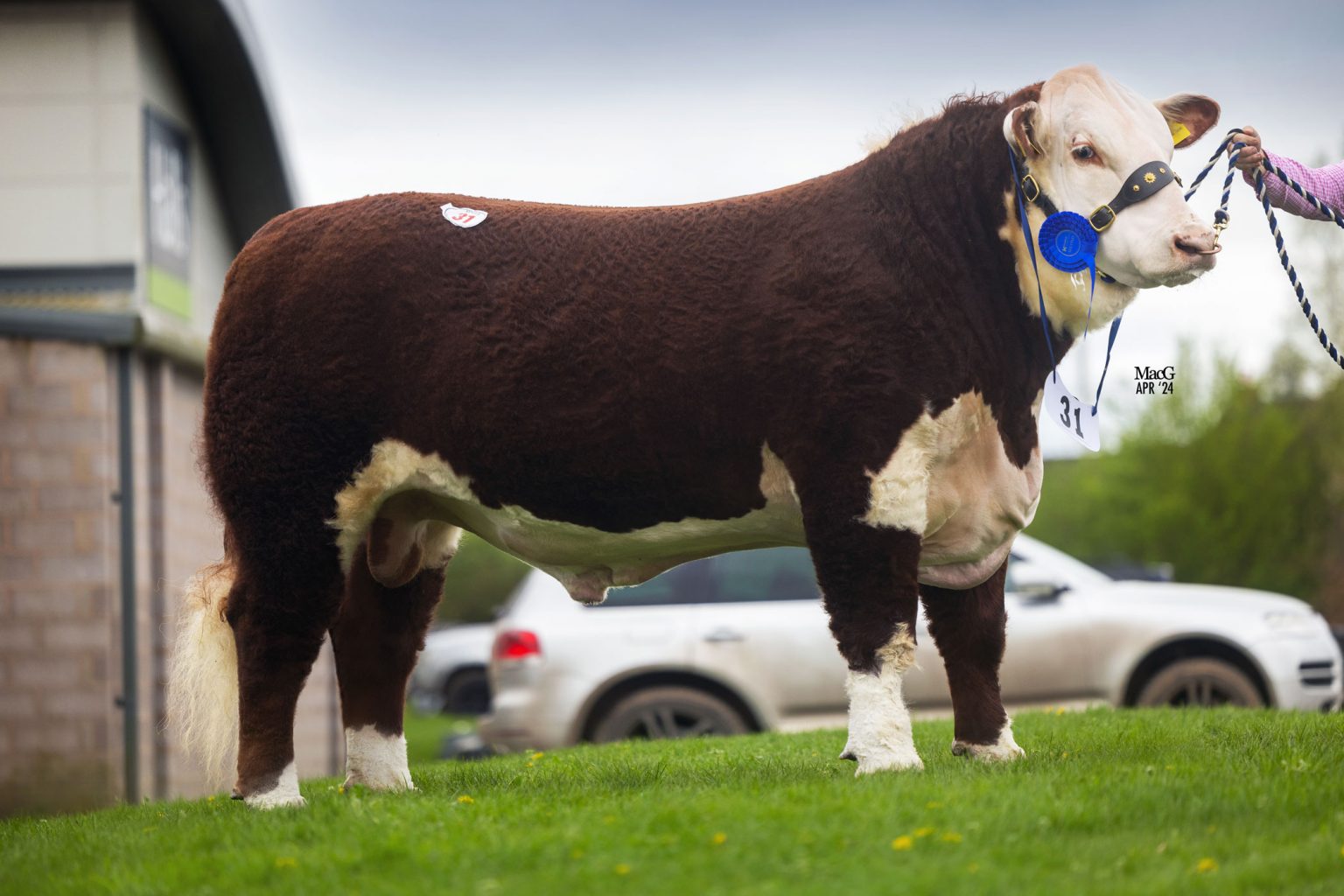 Rempstone's Reign: Bull Commands 8,000gns - Hereford Cattle Society