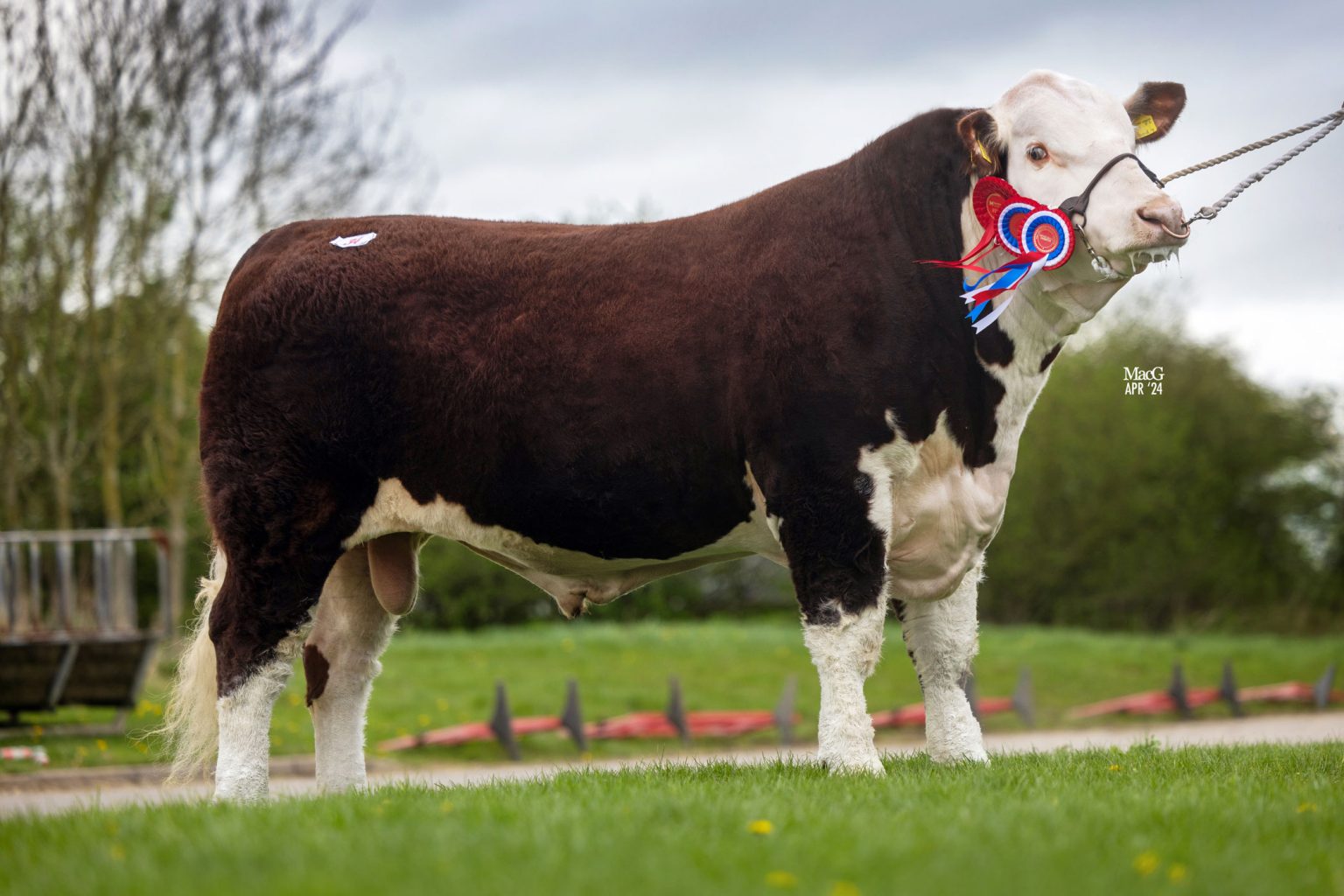 Rempstone's Reign: Bull Commands 8,000gns - Hereford Cattle Society