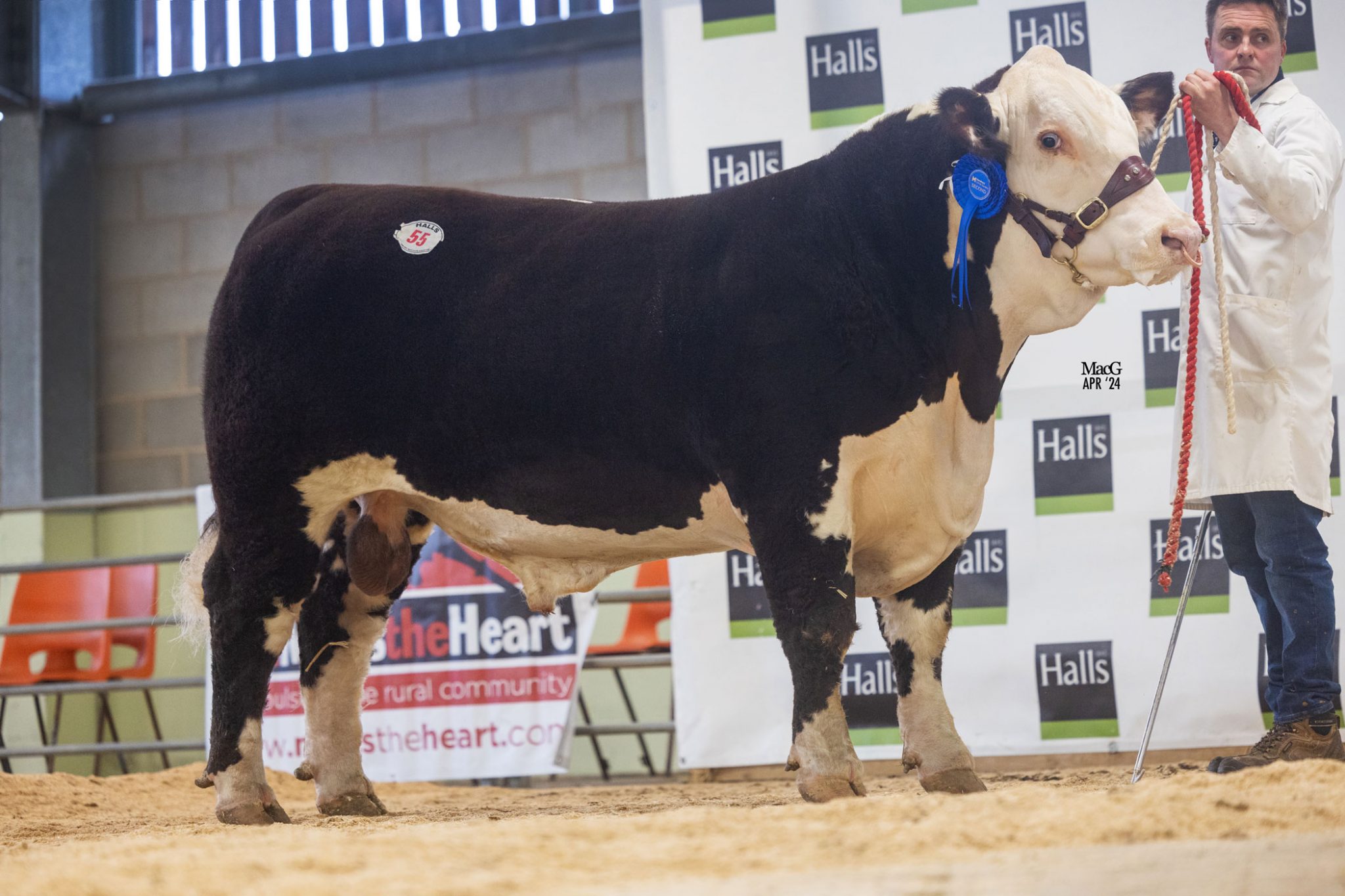 Rempstone's Reign: Bull Commands 8,000gns - Hereford Cattle Society