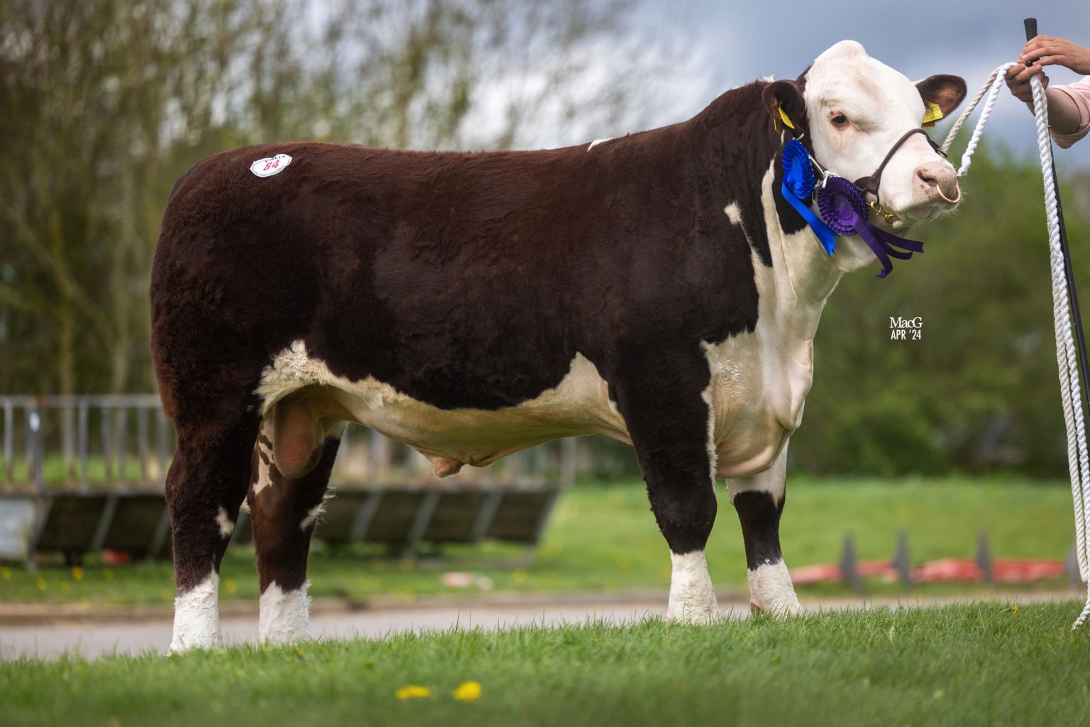 Rempstone's Reign: Bull Commands 8,000gns - Hereford Cattle Society