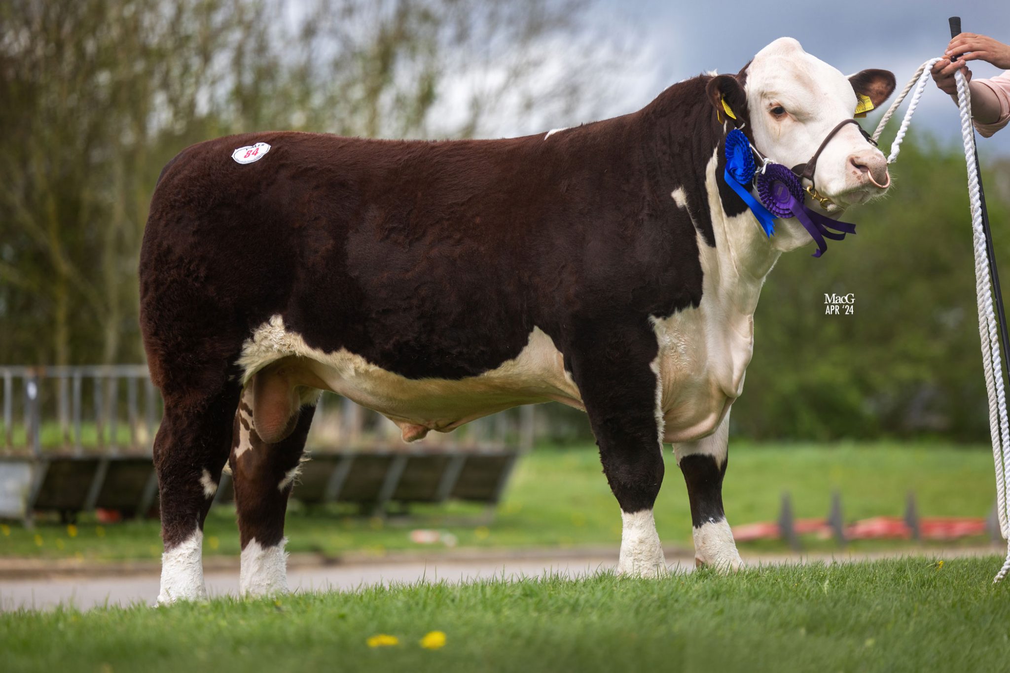 Rempstone's Reign: Bull Commands 8,000gns - Hereford Cattle Society