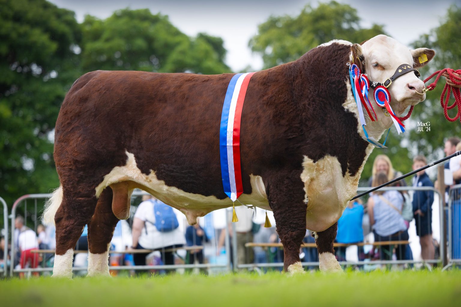 Vindicator is back - Hereford Cattle Society