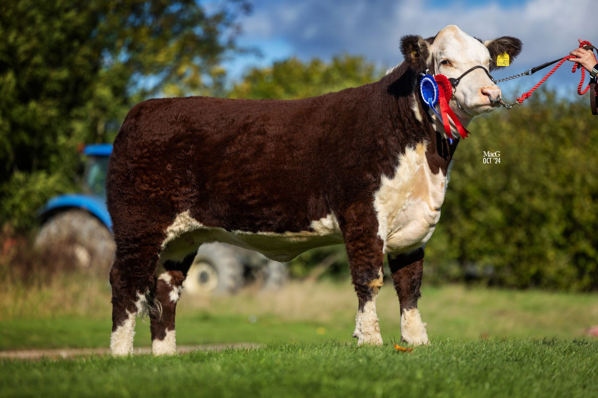 History made with new breed record - Hereford Cattle Society