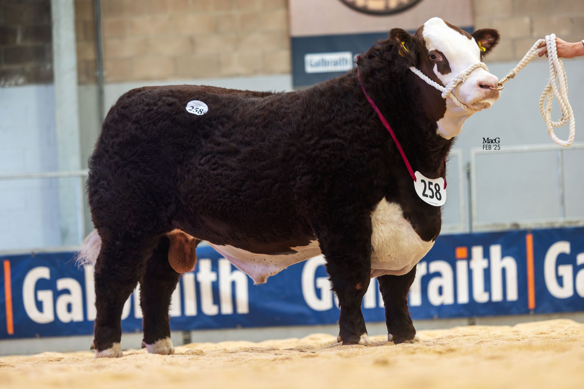 Top trade at February Stirling Bull Sales - Hereford Cattle Society