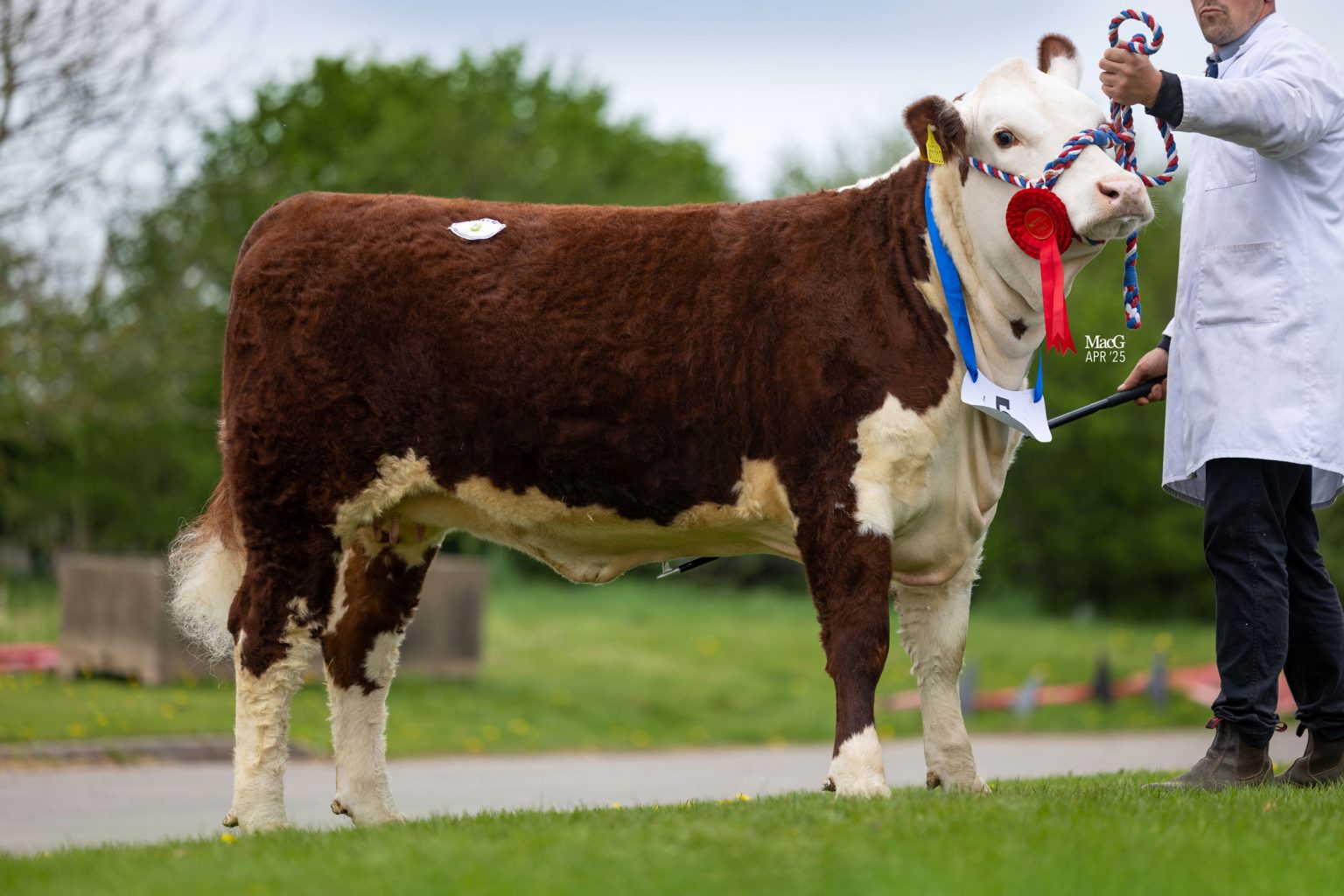 Herefords hold strong this Spring - Hereford Cattle Society