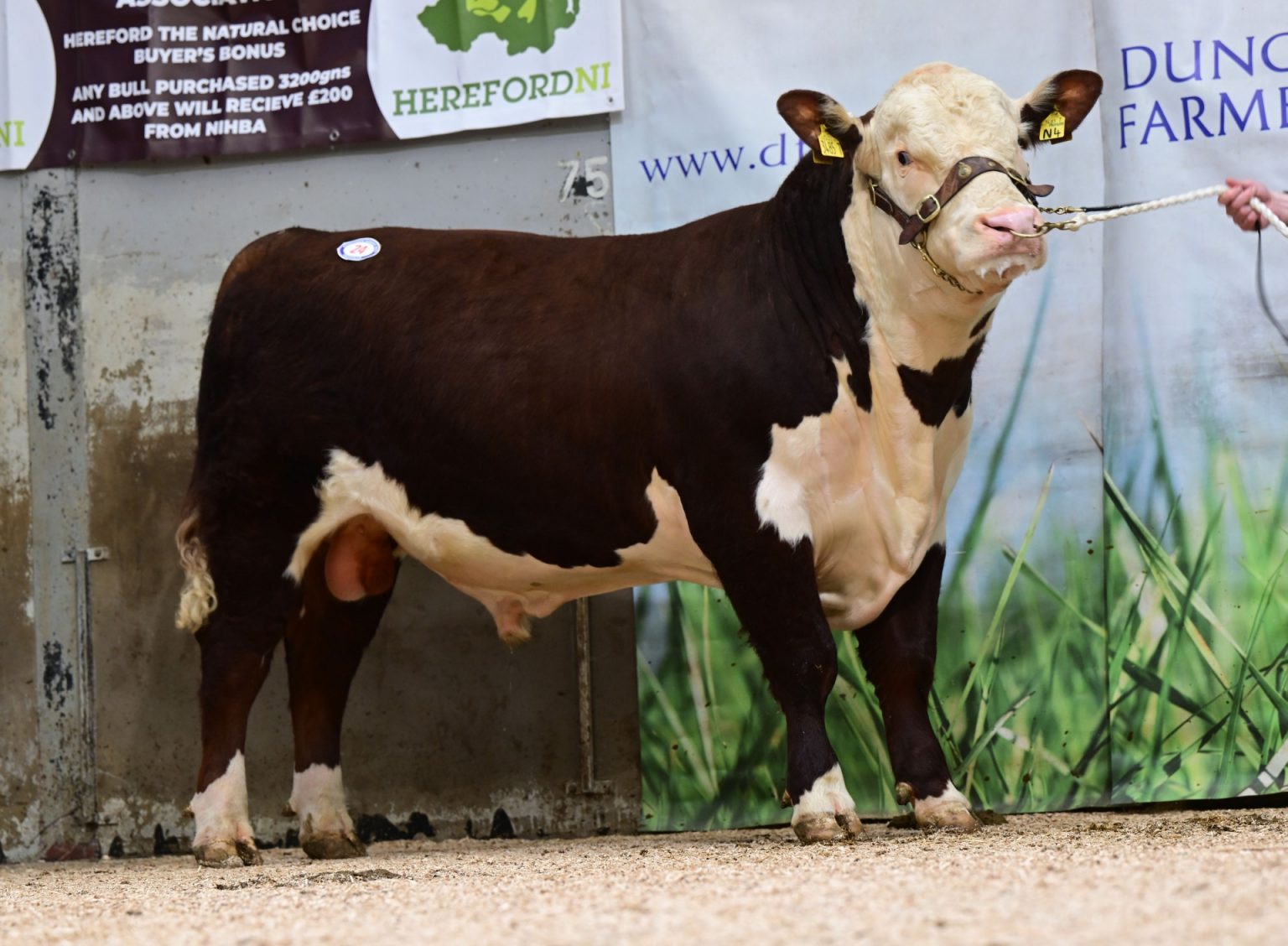 100% clearance and record prices at Dungannon - Hereford Cattle Society