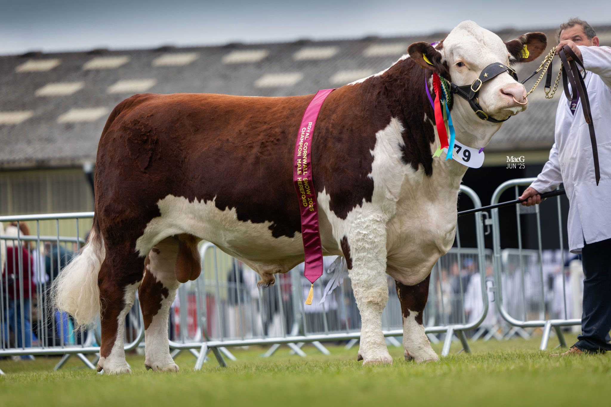 Foxglove has a field day - Hereford Cattle Society