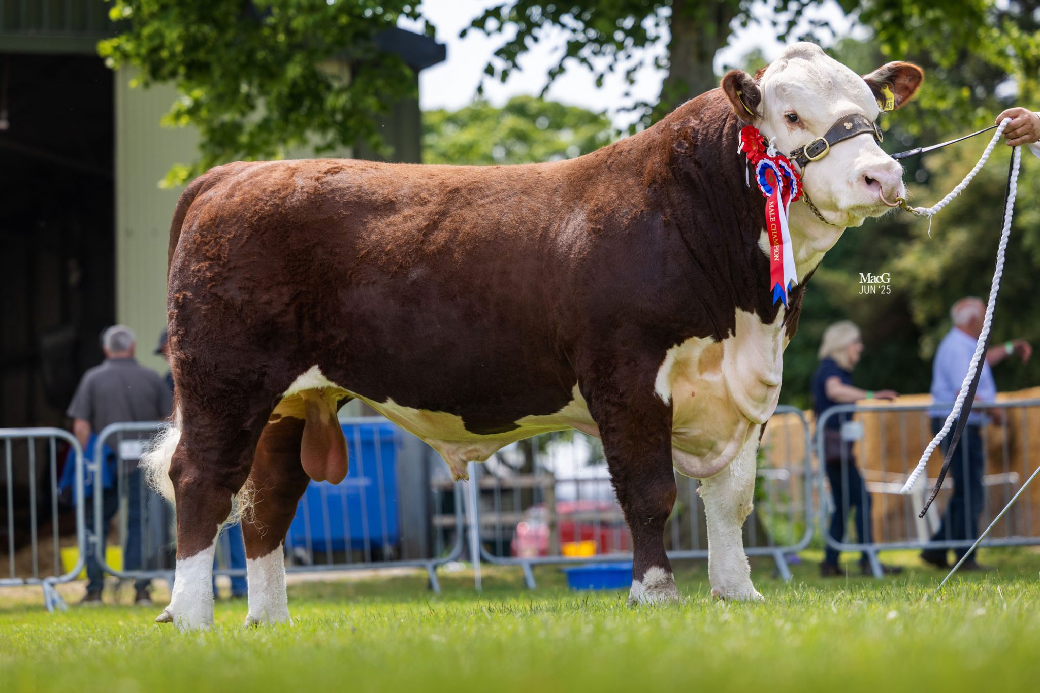 Double Victory for Dendor - Hereford Cattle Society