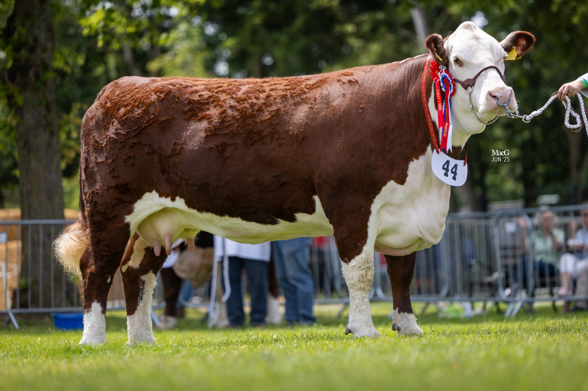 Double Victory for Dendor - Hereford Cattle Society