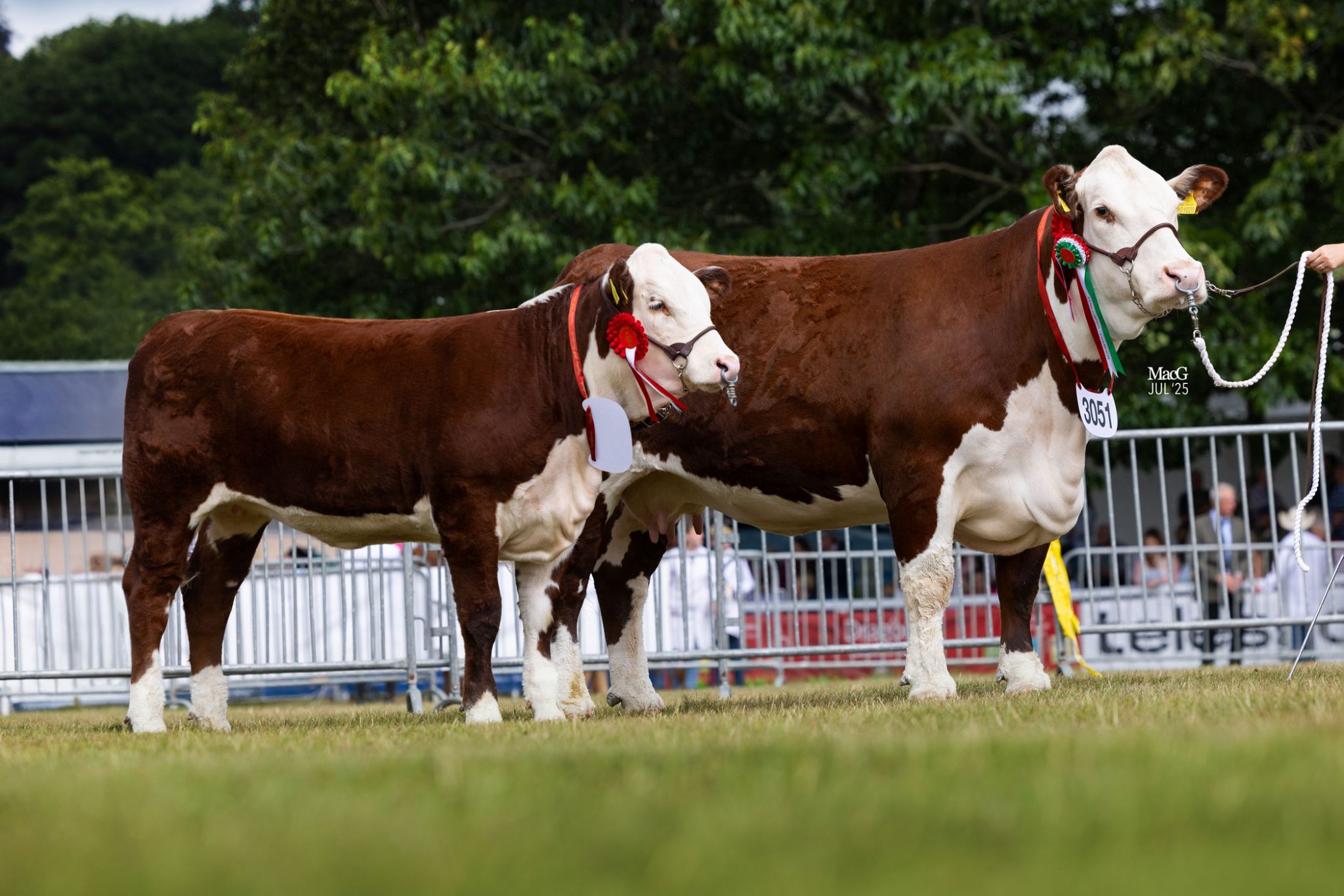 Vintage year for Lilac Wine - Hereford Cattle Society