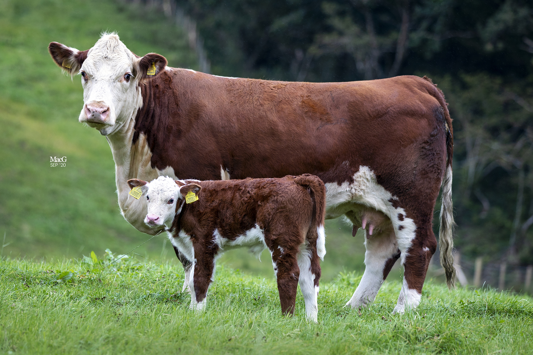 Calving difficulty and calving ease: management, fertility and genetics ...